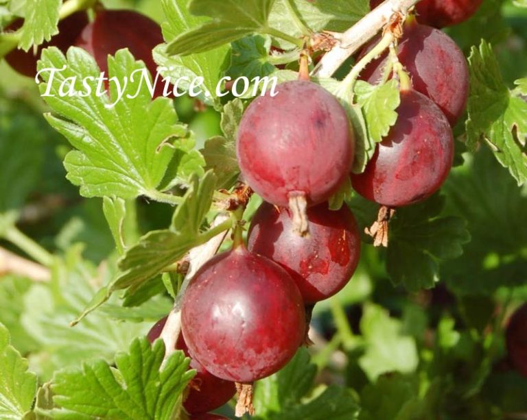 Крыжовник — Tasty nice